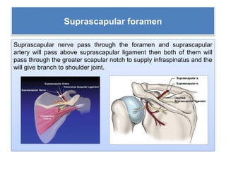 3.The upper arm (1)compartments of the upper arm.pptx