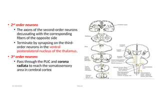 neuroanatomy and Neurolocalisation of spinal cord | PPTX