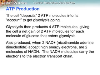 Glycolysis ATP Krebs cycle where energy comes from | PPT