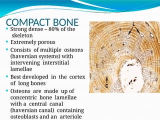 Anatomy of Bone and Cartilage for students pptx | PPTX
