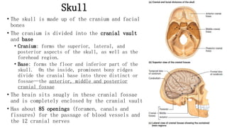3. Skull.ppt skull bones for anatomy first | PPTX