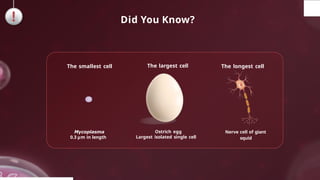 3. cell_the_unit_of_life (1).pptx . detailed information about cell ...