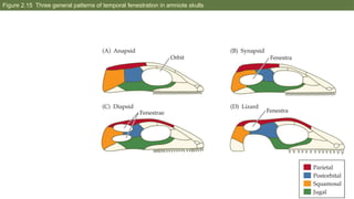 3.2 Evolution of Modern Reptiles 2025.pptx