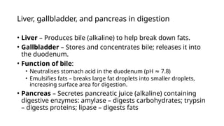 3.5 The digestive system. Welcome to use it. | PPTX