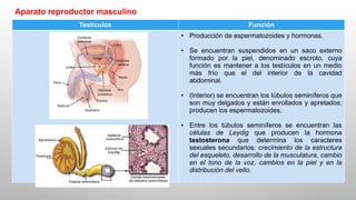 EL Aparato reproductor masculino y femenino.pptx