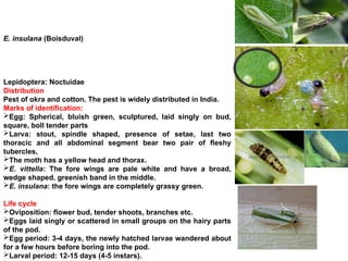 3.Okra pests.pptdddddddddddddddddddddddddddddddddddddd | PPT