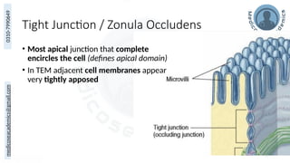 Epethielial Cell Junctions: Structure, Function, and Clinical Relevance ...