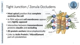 Epethielial Cell Junctions: Structure, Function, and Clinical Relevance ...