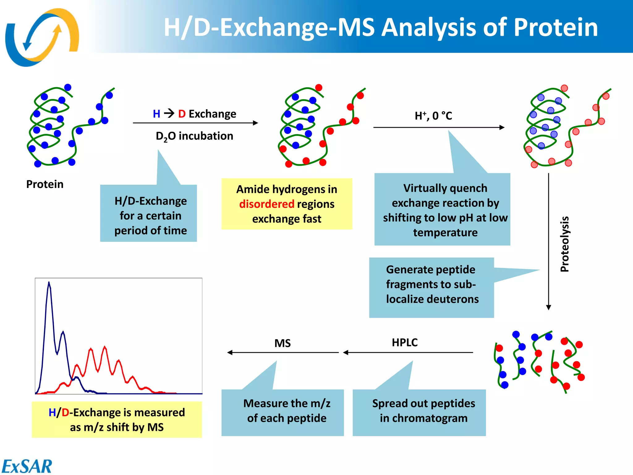 Chromatography: Protein Characterization by Hydrogen/Deuterium Exchange ...
