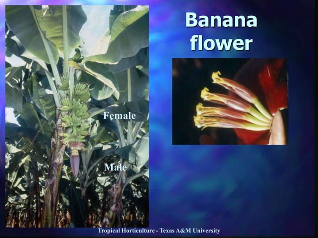 Bananas.ppt