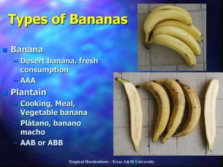 Bananas.ppt