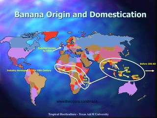 Bananas.ppt