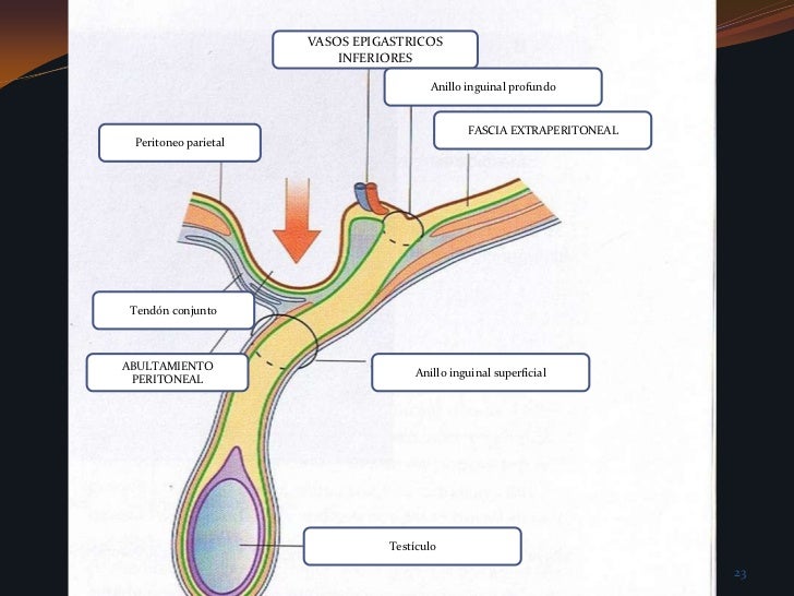 3.2 canal inguinal y peritoneo