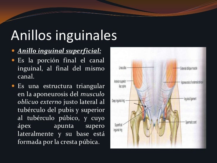 Inguinal Canal Final