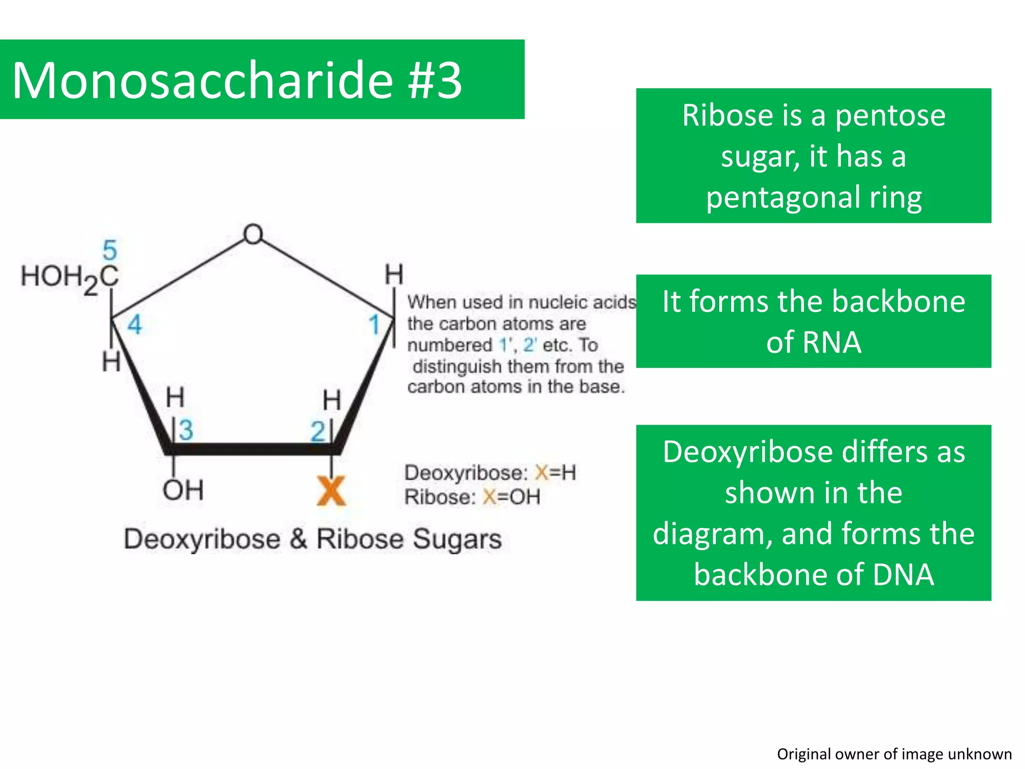 IB Biology Core 3.2: Carbohydrates Lipids and Proteins | PPT