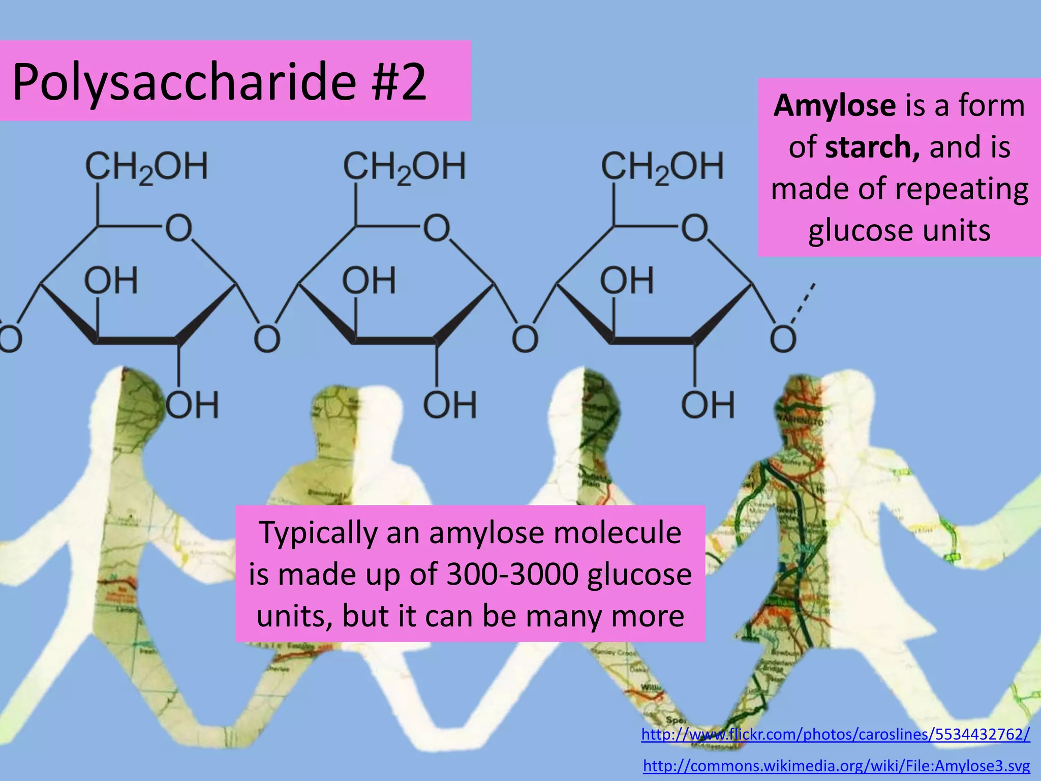 IB Biology Core 3.2: Carbohydrates Lipids and Proteins | PPT