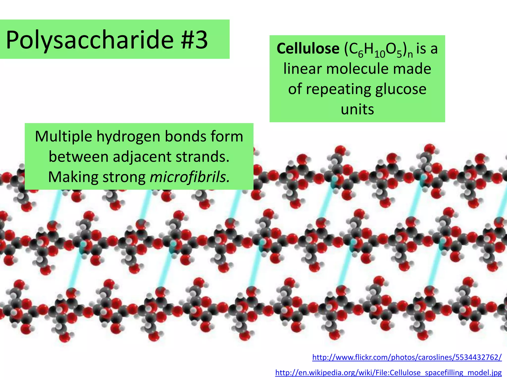 IB Biology Core 3.2: Carbohydrates Lipids and Proteins | PPT
