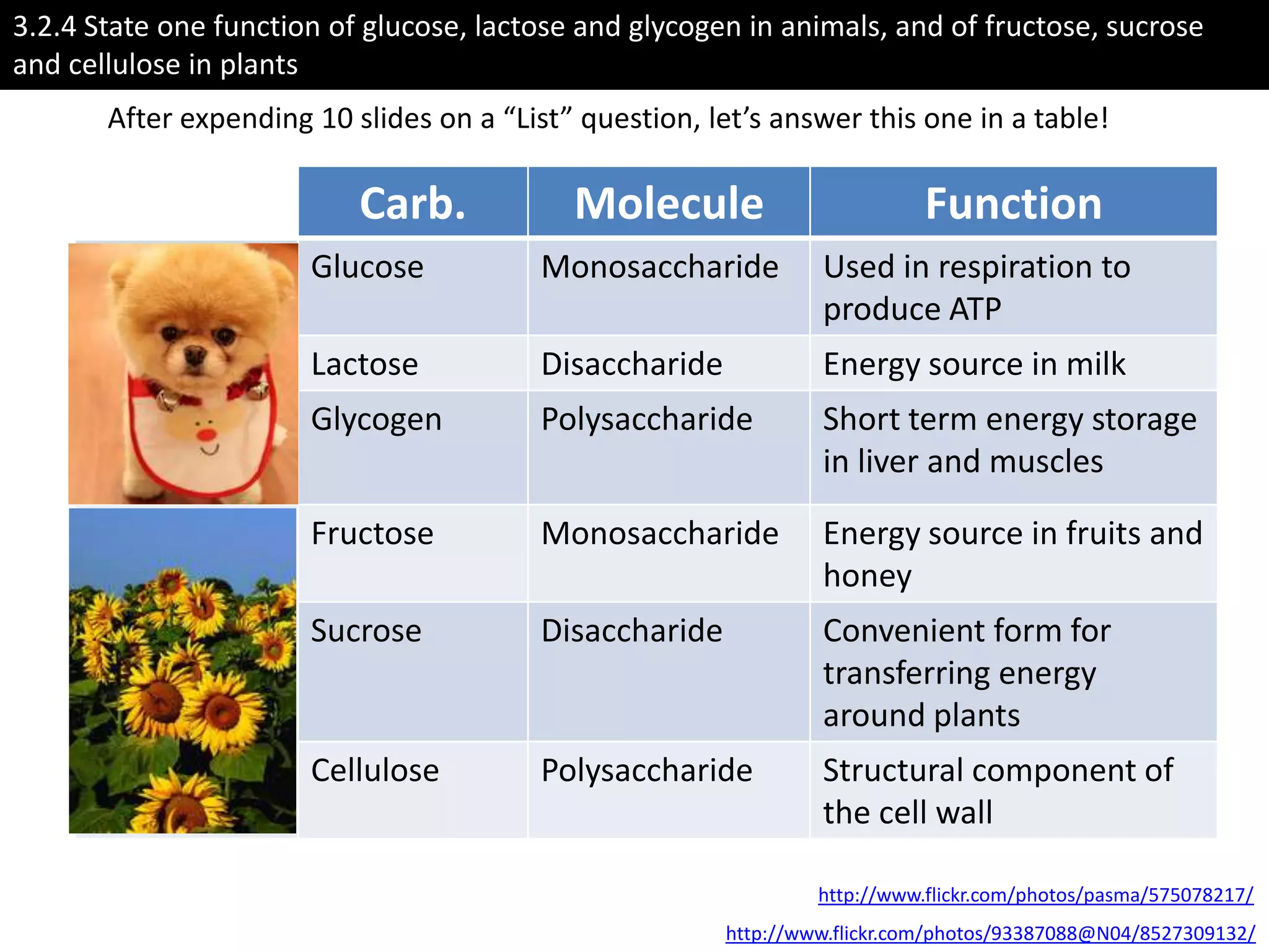 IB Biology Core 3.2: Carbohydrates Lipids and Proteins | PPT