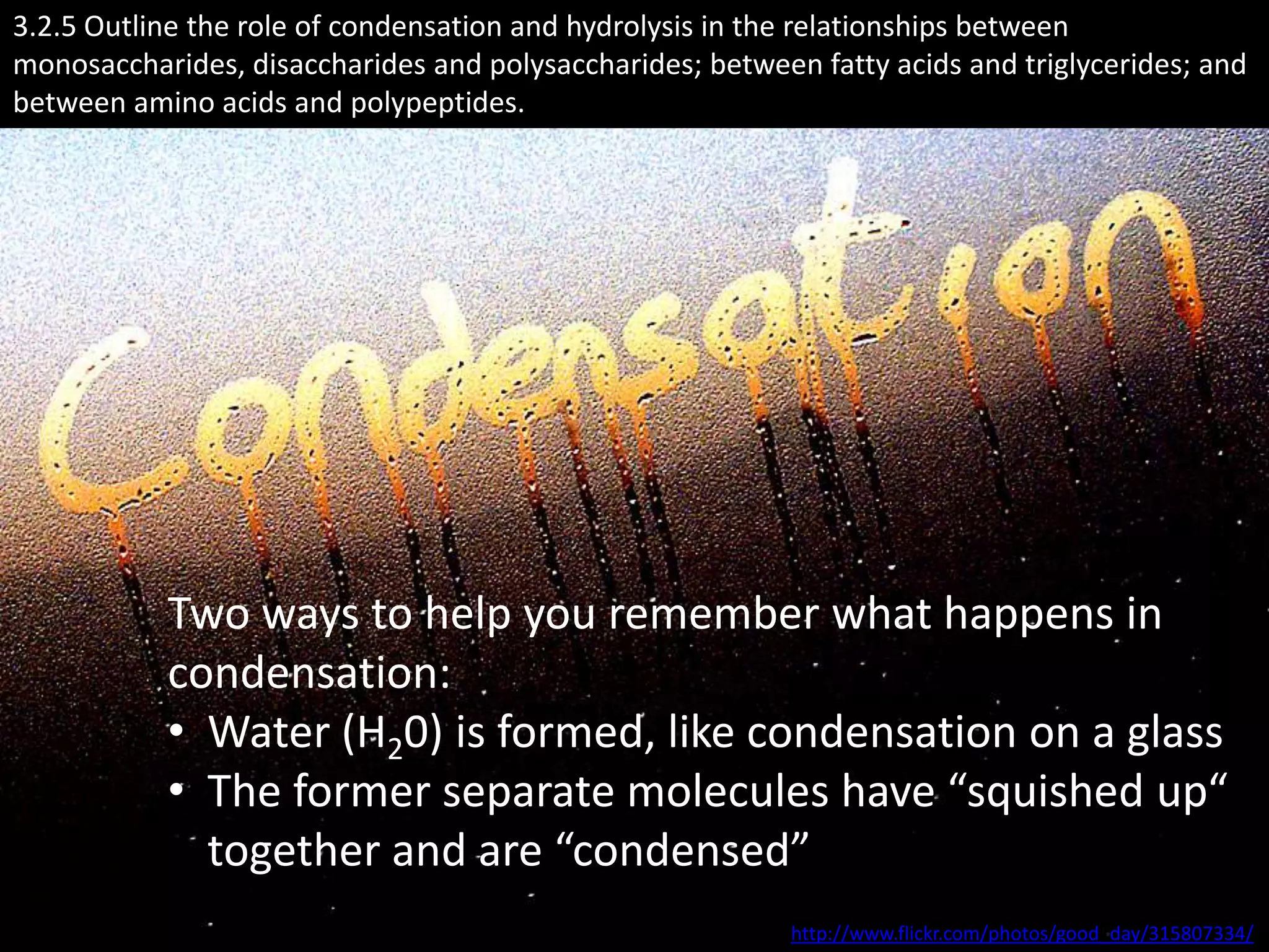 IB Biology Core 3.2: Carbohydrates Lipids and Proteins | PPTX