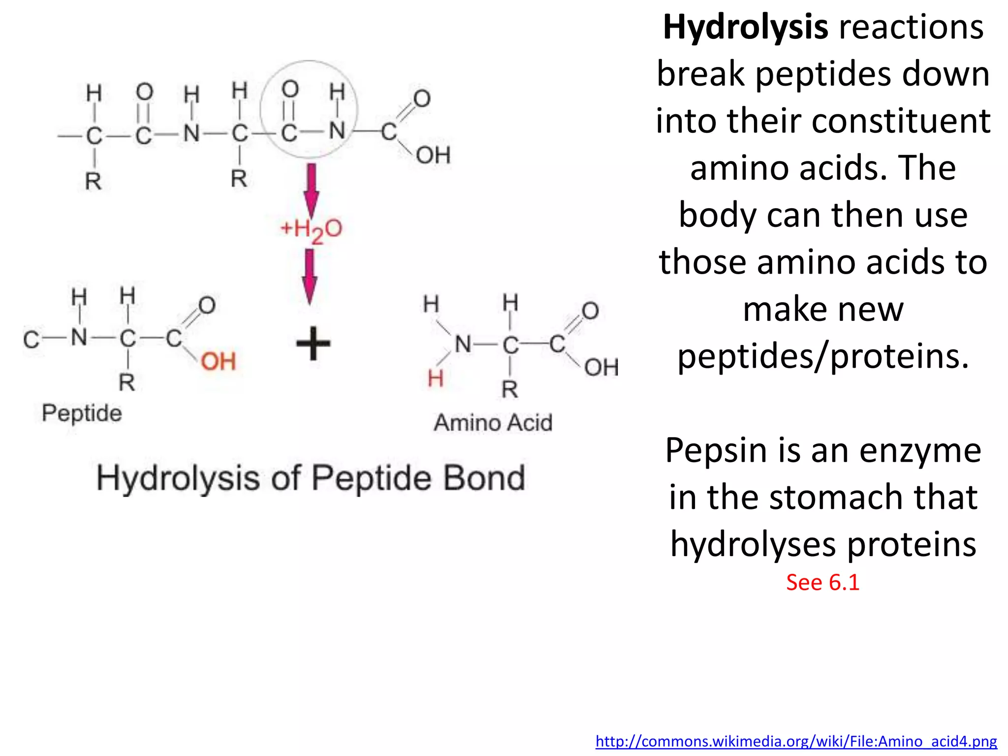 IB Biology Core 3.2: Carbohydrates Lipids and Proteins | PPT