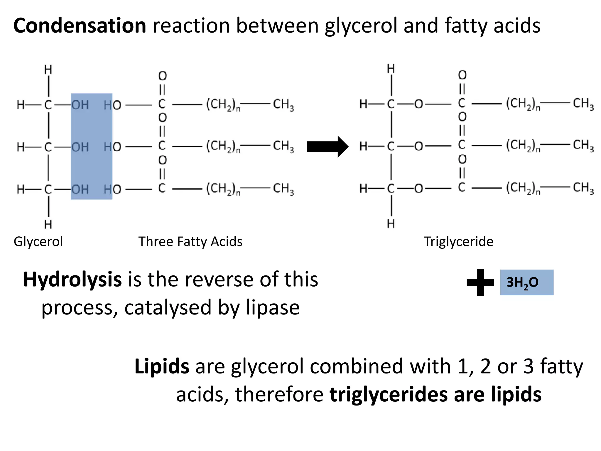 IB Biology Core 3.2: Carbohydrates Lipids and Proteins | PPT