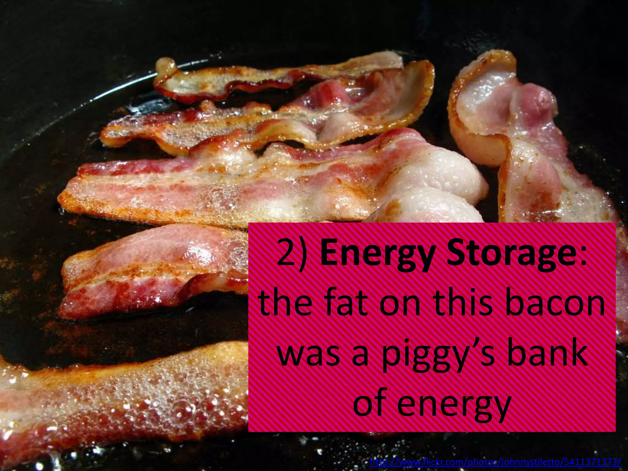 IB Biology Core 3.2: Carbohydrates Lipids and Proteins | PPTX