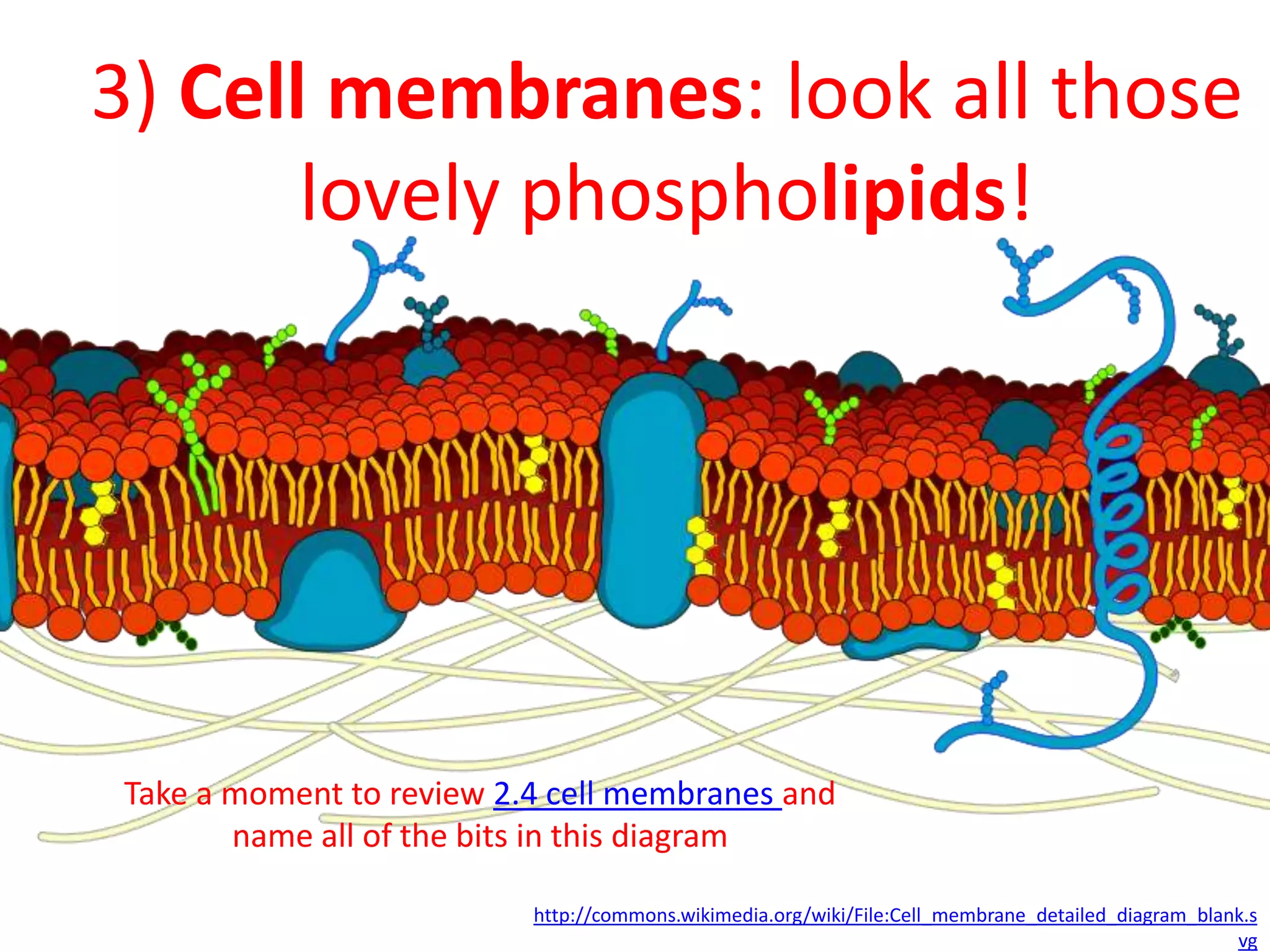 IB Biology Core 3.2: Carbohydrates Lipids and Proteins | PPT