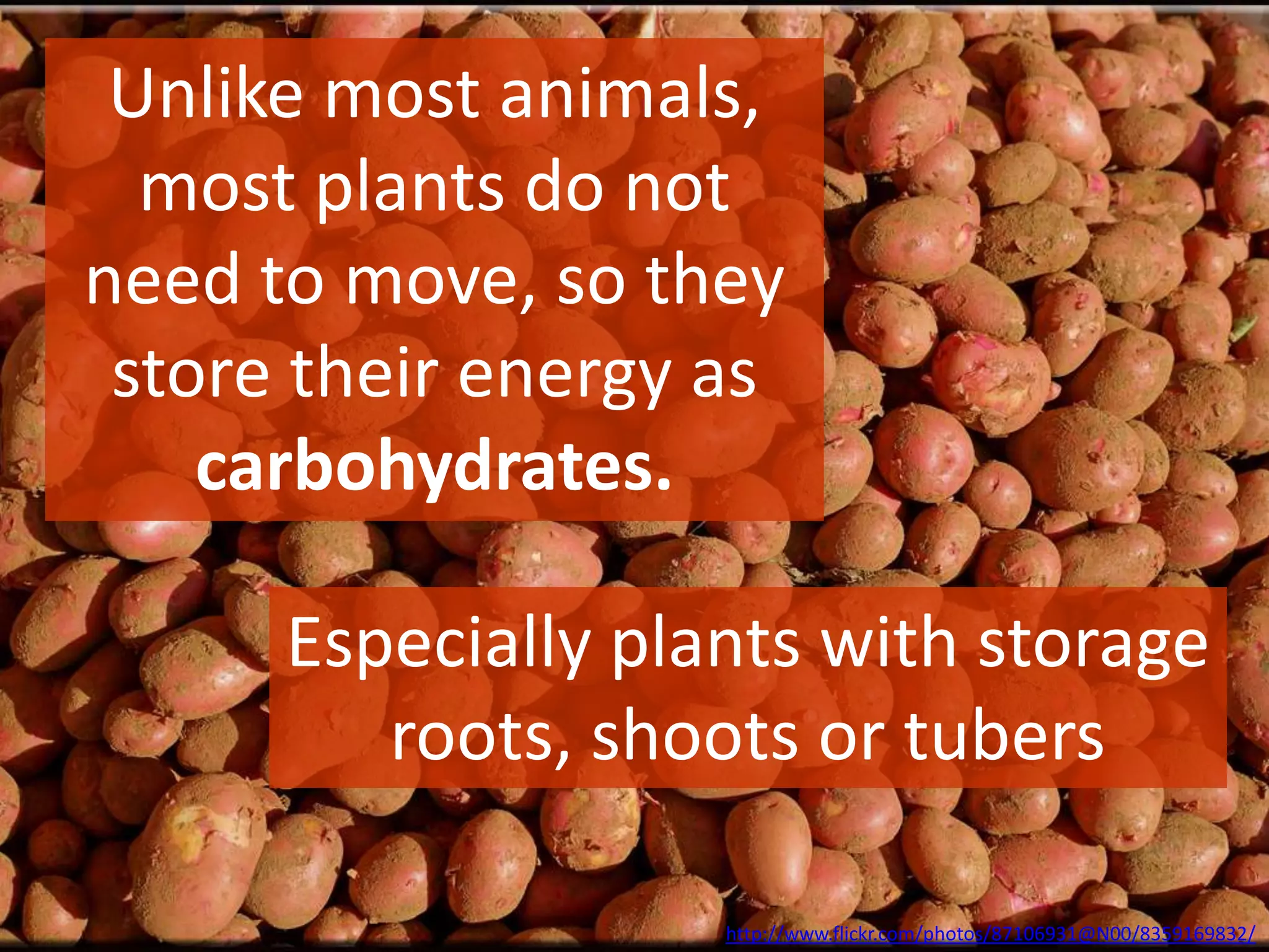 IB Biology Core 3.2: Carbohydrates Lipids and Proteins | PPTX