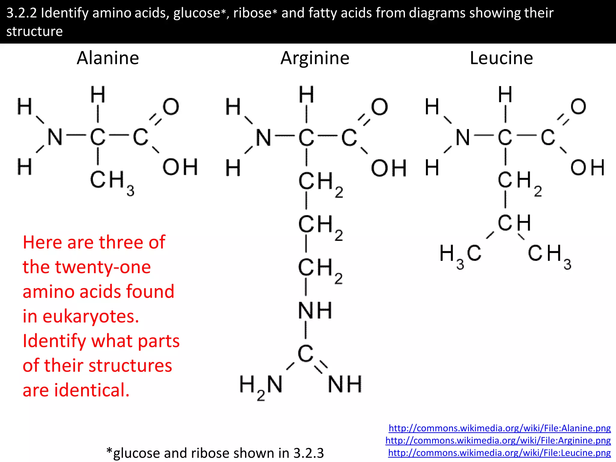 IB Biology Core 3.2: Carbohydrates Lipids and Proteins | PPT
