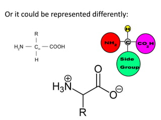 IB Biology Core 3.2: Carbohydrates Lipids and Proteins | PPTX