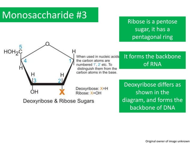 IB Biology Core 3.2: Carbohydrates Lipids and Proteins | PPT