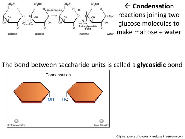 IB Biology Core 3.2: Carbohydrates Lipids and Proteins | PPT