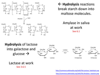 IB Biology Core 3.2: Carbohydrates Lipids and Proteins | PPTX