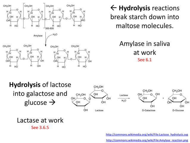IB Biology Core 3.2: Carbohydrates Lipids and Proteins | PPT
