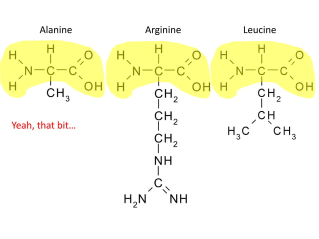 IB Biology Core 3.2: Carbohydrates Lipids and Proteins | PPT