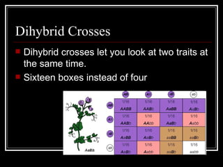 3 2 Dihybrid | PPT