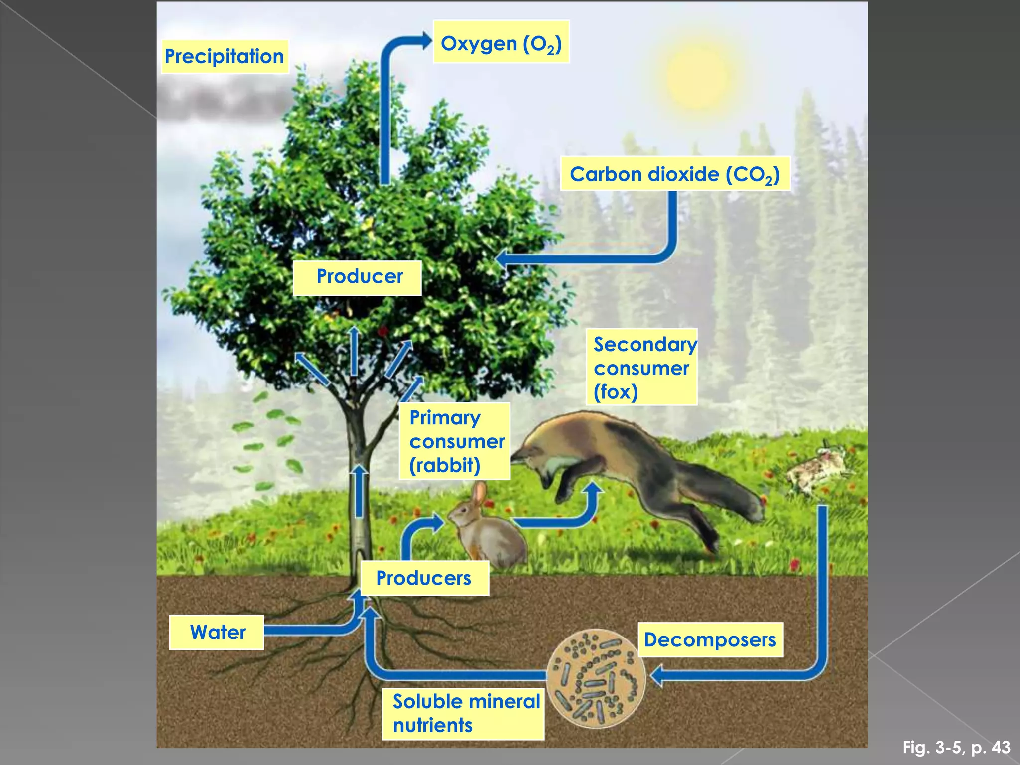 3 2 major components of an ecosystem | PPTX