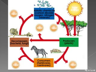 3 2 major components of an ecosystem | PPTX