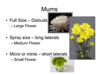 Mums Disbud & History | PPT