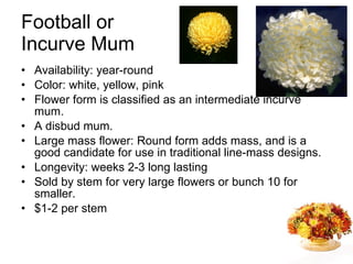 Mums Disbud & History | PPT