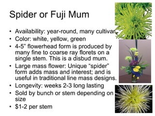 Mums Disbud & History | PPT