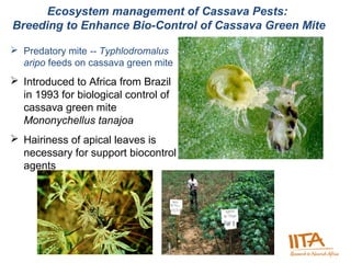 3.2 session by kulakow cassava breeding in ssa3 brief | PPT