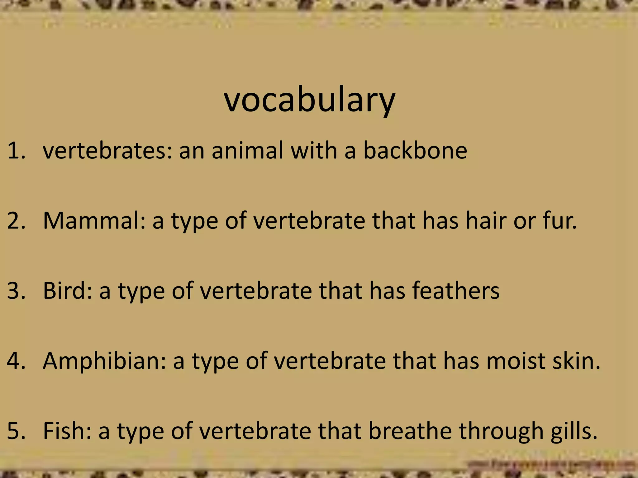 3.2 what are vertebrates | PPTX