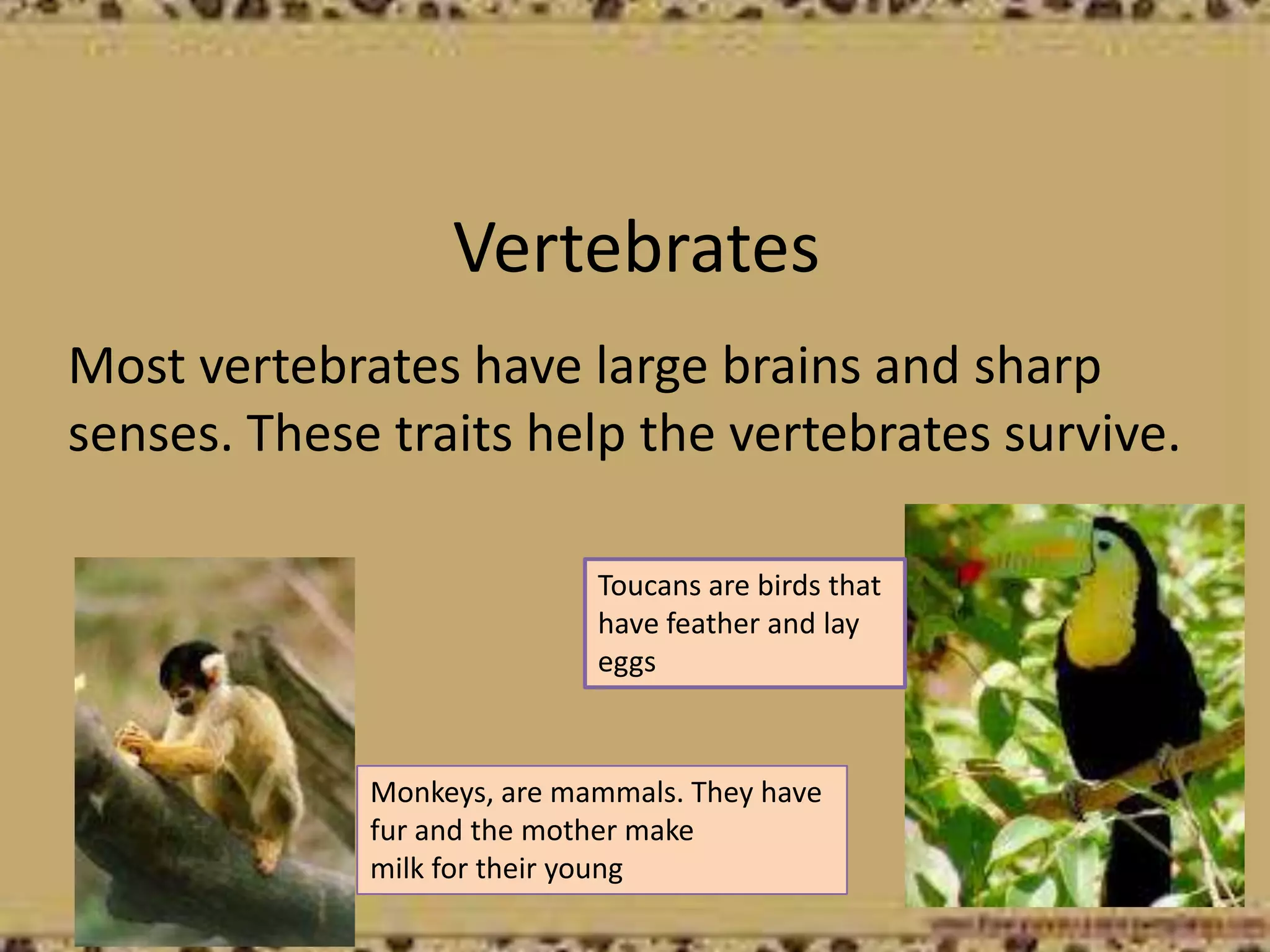 3.2 what are vertebrates | PPTX