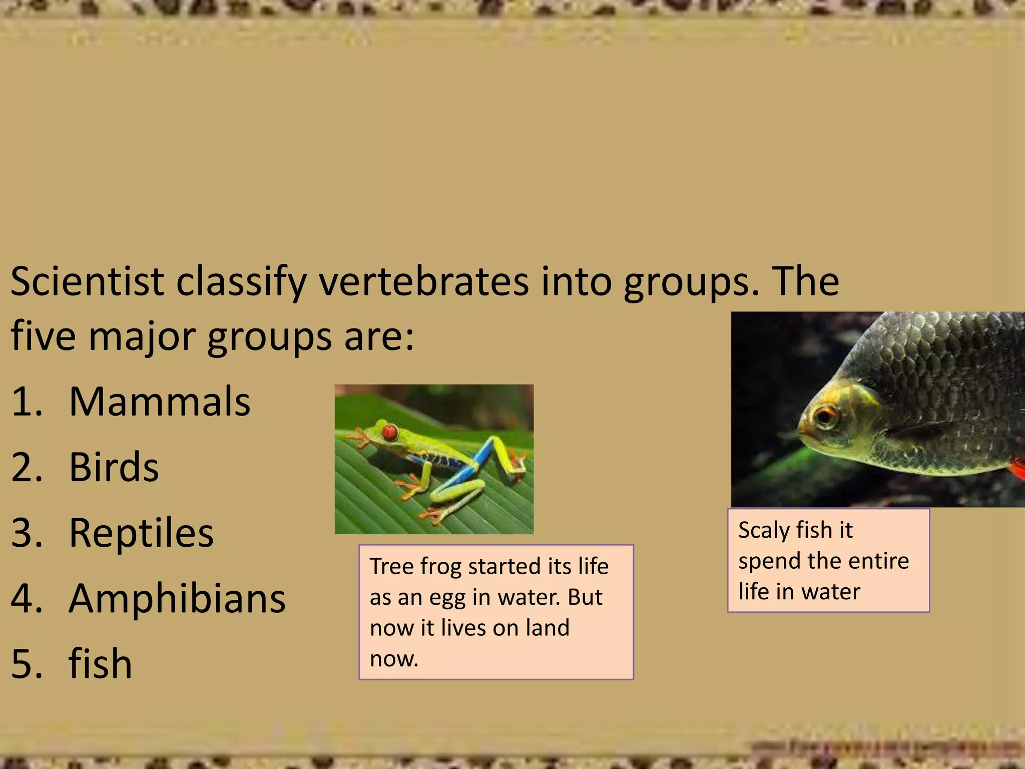 3.2 what are vertebrates | PPTX