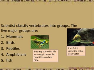 3.2 what are vertebrates | PPTX