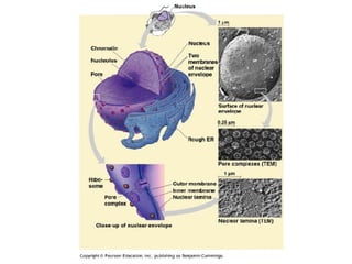 3 3 Cell Organelles Ppt | PPT