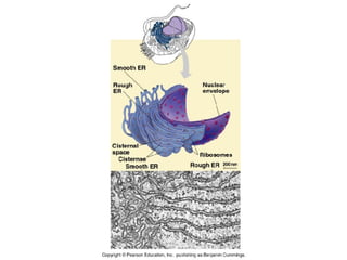 3 3 Cell Organelles Ppt | PPT