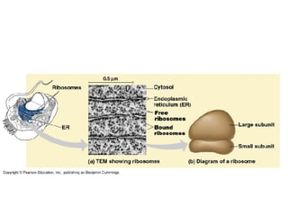 3 3 Cell Organelles Ppt | PPT