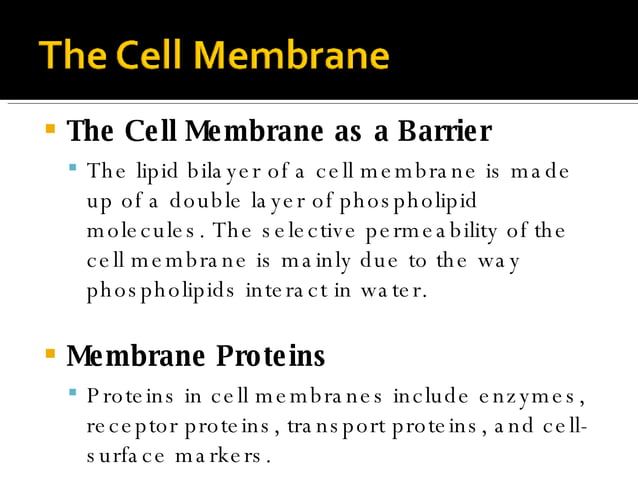 3 3 Cell Organelles Ppt | PPT | Biological Sciences | Science